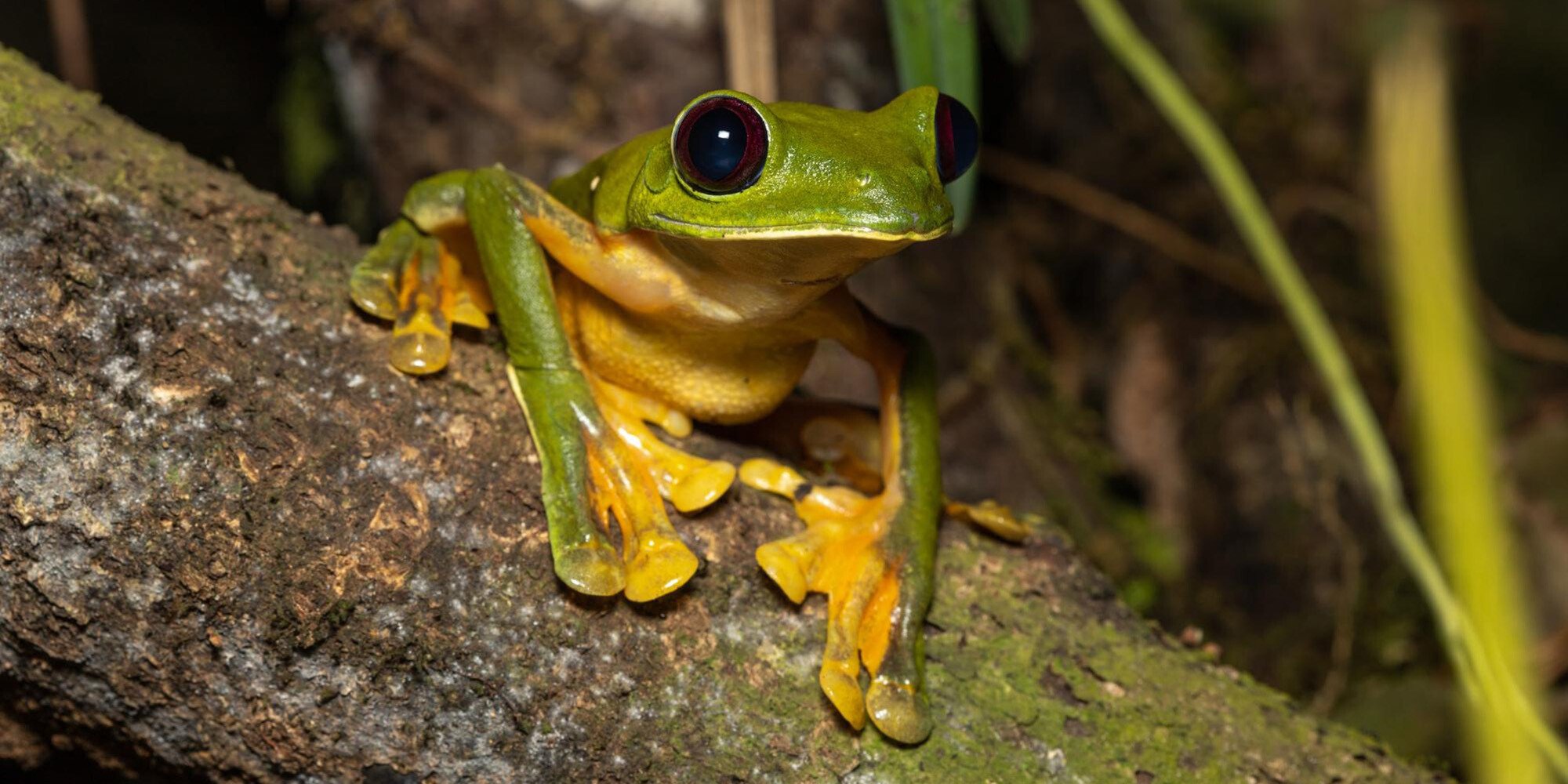Explora el mundo de las ranas en el Ranario de Monteverde